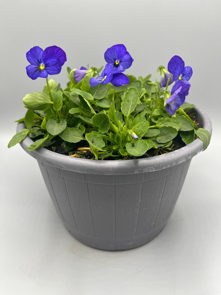 2 x 23cm Viola Patio Barrel (Spring, Summer, Autumn) HoneyBee | Quality ...