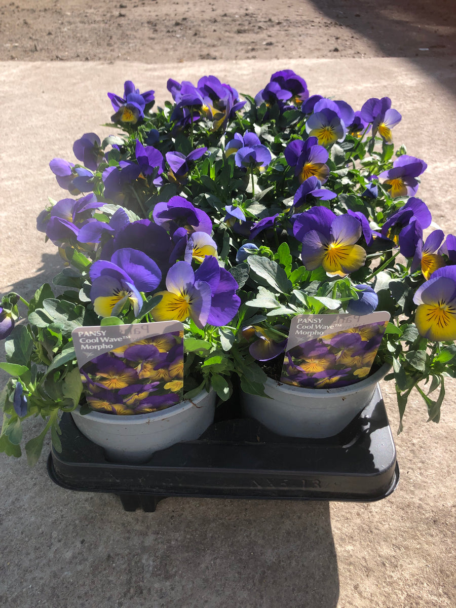 1L Pot Trailing Pansy (Summer, Autumn, Spring) Morpho / 3 Pots ...