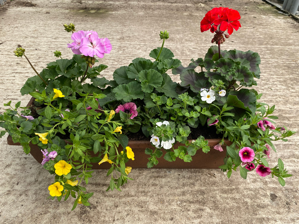 Large Window Trough/Patio Container *LONDON, SOUTH EAST ENGLAND ONLY ...