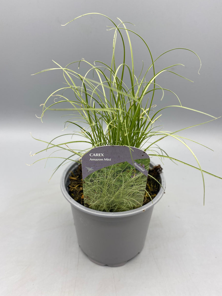 10.5cm Amazon Mist Grass (Perennial, Summer, Autumn, Spring, Foliage ...